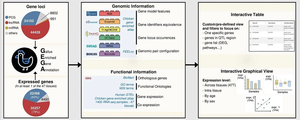 GEGA (Gallus Enriched Gene Annotation) tool includes GO annotations ...